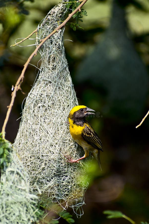 The Baya Weaver Birds stock image. Image of environment - 246140373