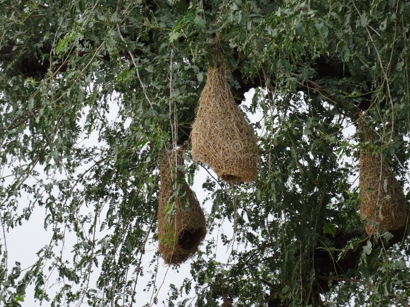 Deux Nids Des Oiseaux De Tisserand Dans Un Arbre D'acacia, Namibie ...