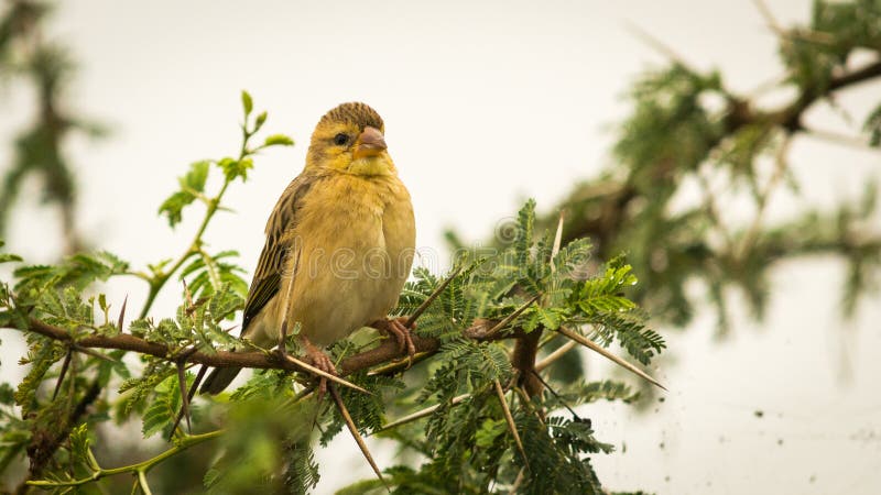 Baya Weaver, (Ploceus-philippinus) Op De Boom Stock Foto - Image of ...