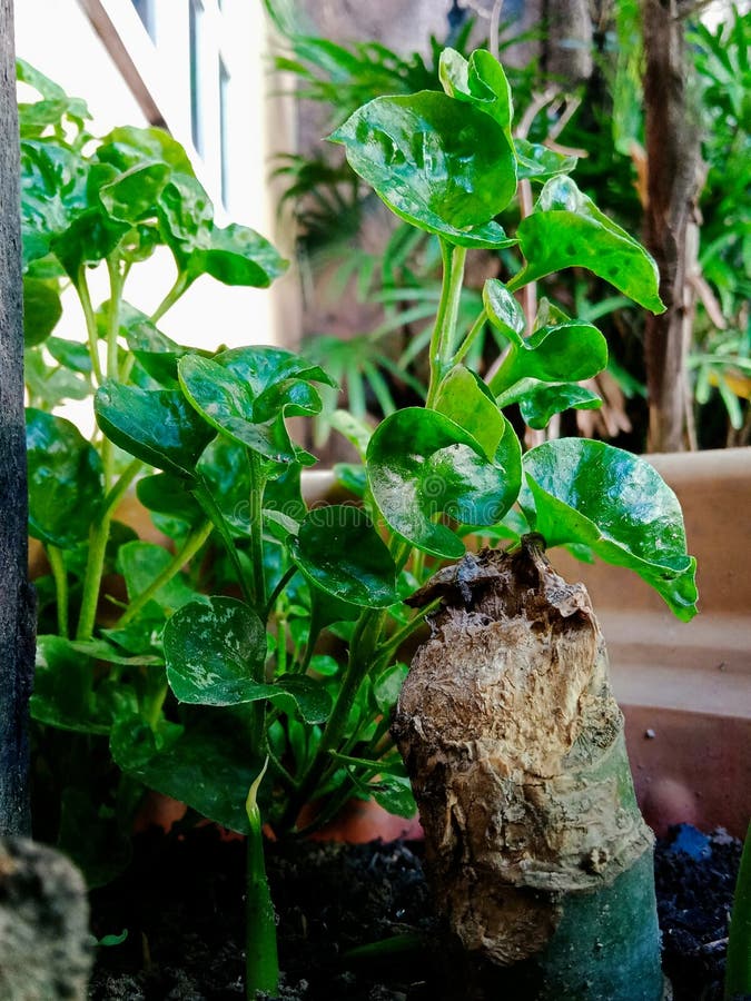 Bayam stock image. Image of fruit, shrub, jungle, food - 202026175