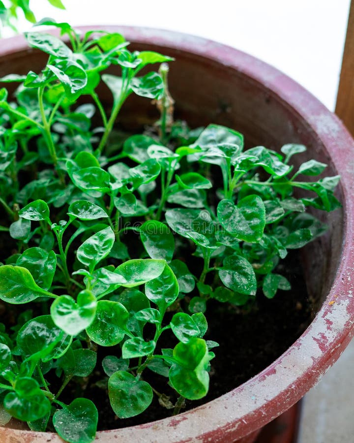 Bayam Brazil Aka Sissoo Spinach Growing in the Pot Stock Photo - Image ...
