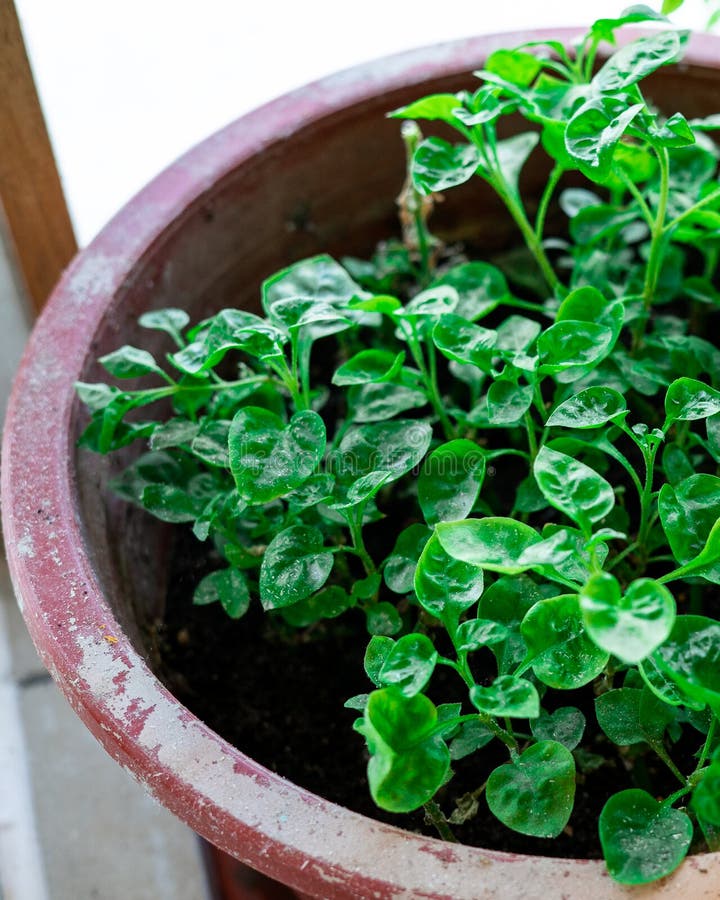 Bayam Brazil Aka Sissoo Spinach Growing in the Pot Stock Photo - Image ...