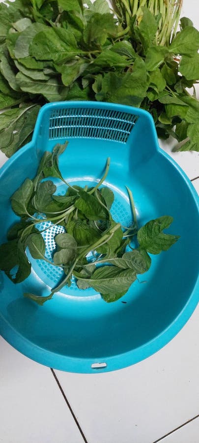 Bayam Green Floor Blue White Stock Photo - Image of floor, white: 316632892