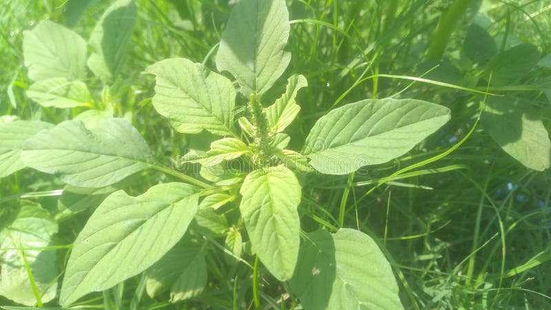 Bayam hijau green spinach stock image. Image of bunga - 203646339