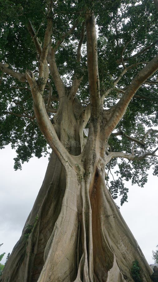 Bayan Ancient Tree in Bali: the Kayu Putih Giant Tree Stock Image ...