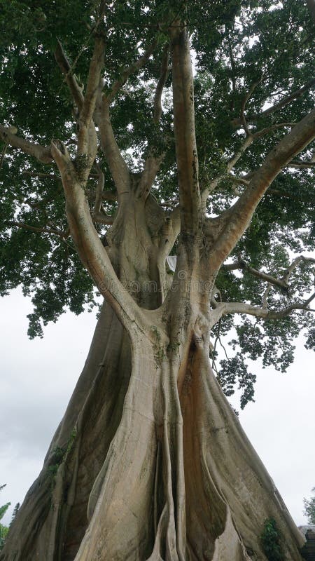 Bayan Ancient Tree in Bali: the Kayu Putih Giant Tree Stock Image ...