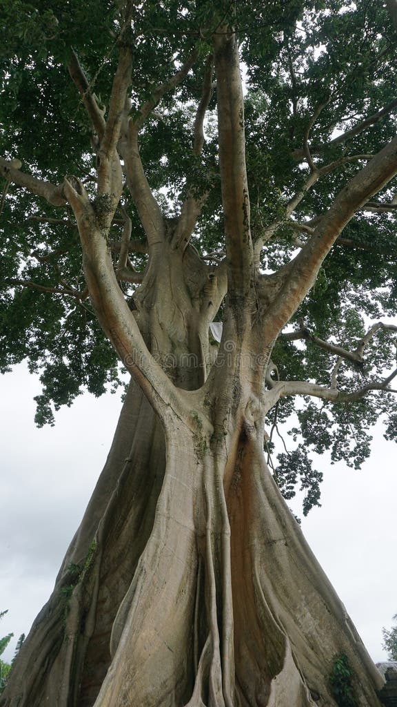 Bayan Ancient Tree in Bali: the Kayu Putih Giant Tree Stock Image ...
