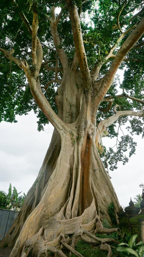 Ancient oak tree stock photo. Image of mystical, generated - 375733874