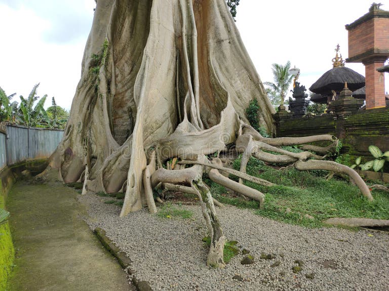 Bayan Ancient Tree in Bali: the Kayu Putih Giant Tree Stock Photo ...