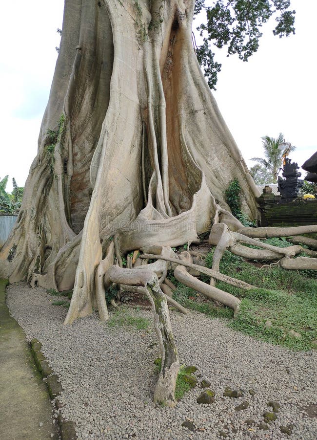 Bayan Ancient Tree in Bali: the Kayu Putih Giant Tree Stock Photo ...