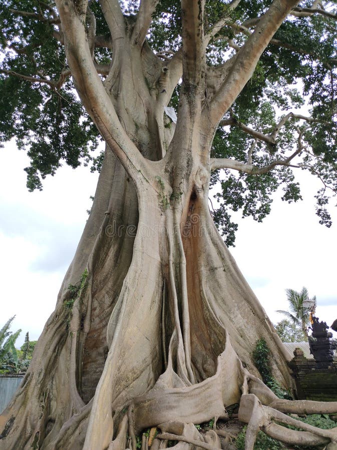 Bayan Ancient Tree in Bali: the Kayu Putih Giant Tree Stock Image ...