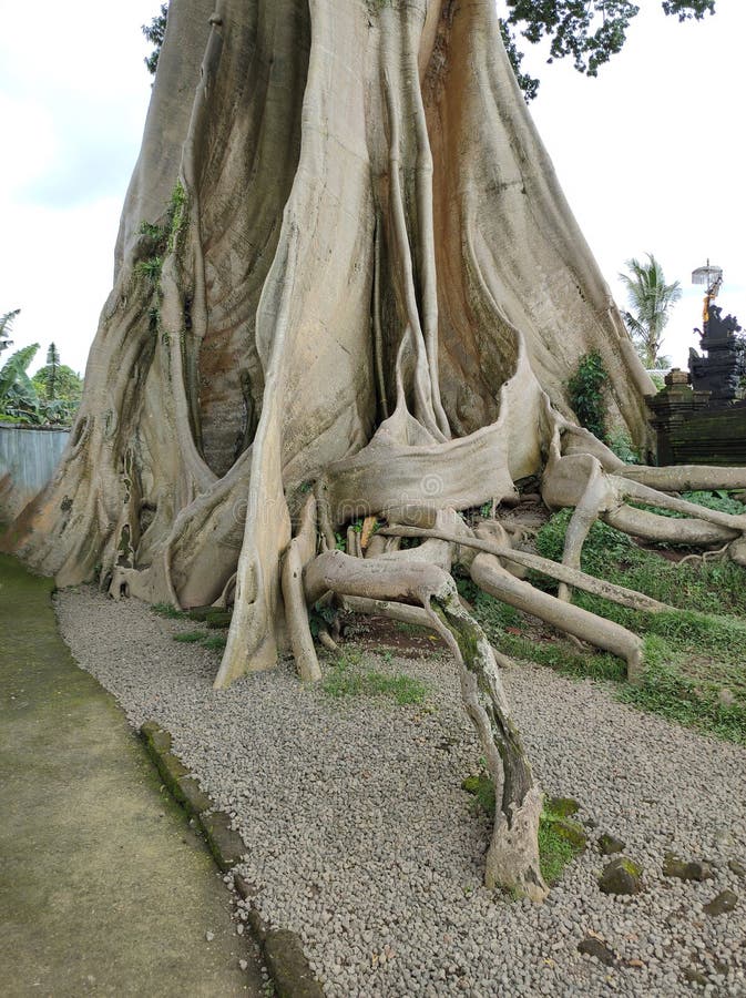 Bayan Ancient Tree in Bali: the Kayu Putih Giant Tree Stock Photo ...