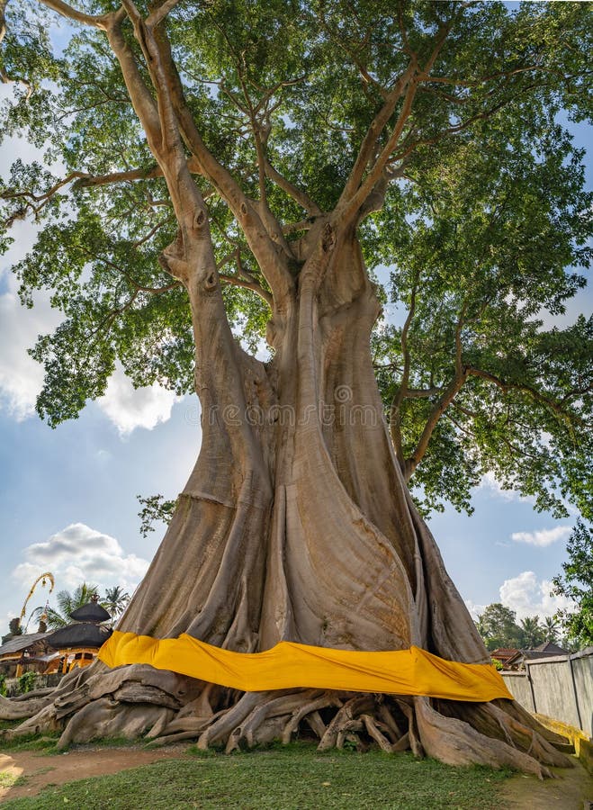 Bayan Ancient Tree or Kayu Putih Giant Tree in Bali, Indonesia Stock ...