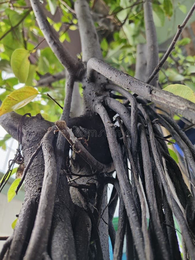 Bayan Tree stock photo. Image of garden, banyan, tree - 277741934