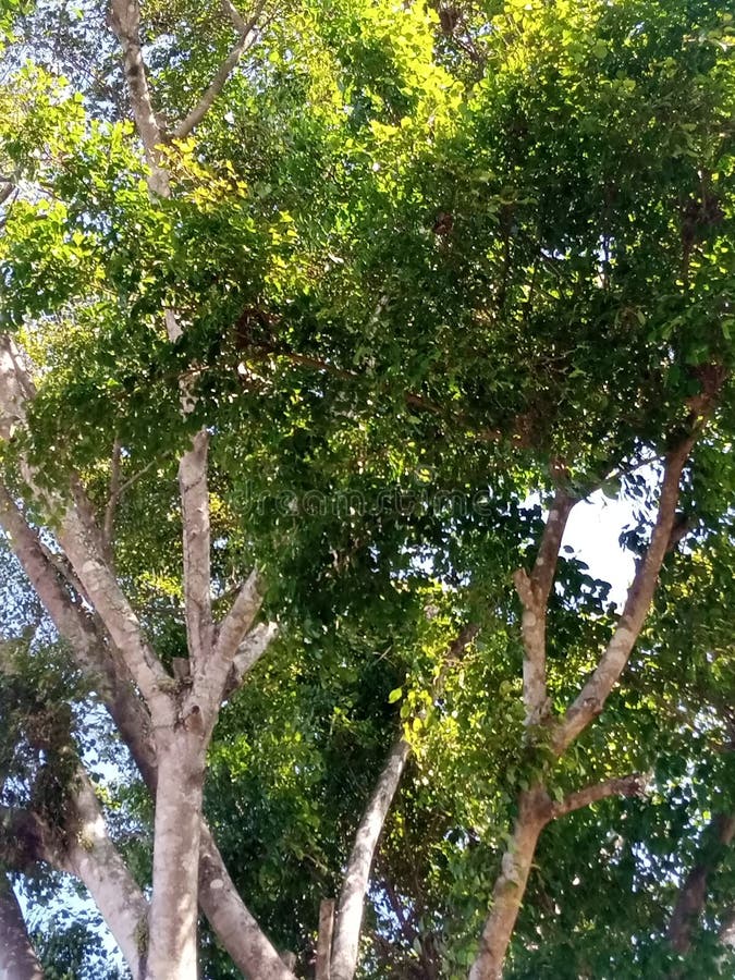 Bayan Tree Very Good Indonesia, Stock Photo - Image of bayan, good ...