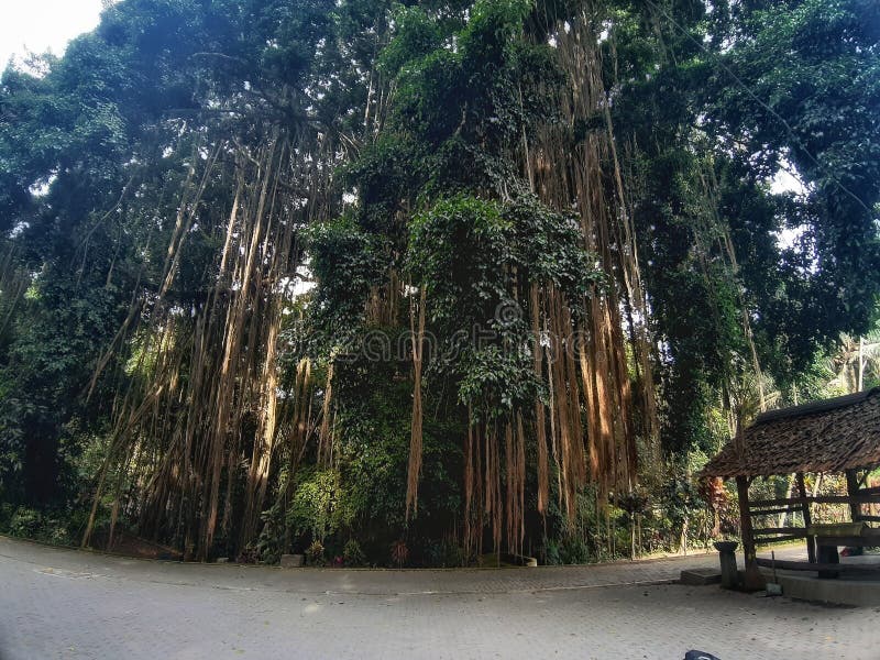 Bayan Trees on a River Side Stock Photo - Image of jungle, dominate ...