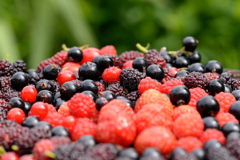 Bayas imagen de archivo. Imagen de hoja, frescura, sano - 55987925