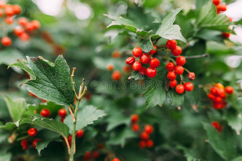 Bayas rojas imagen de archivo. Imagen de abeto, cubo - 101856069