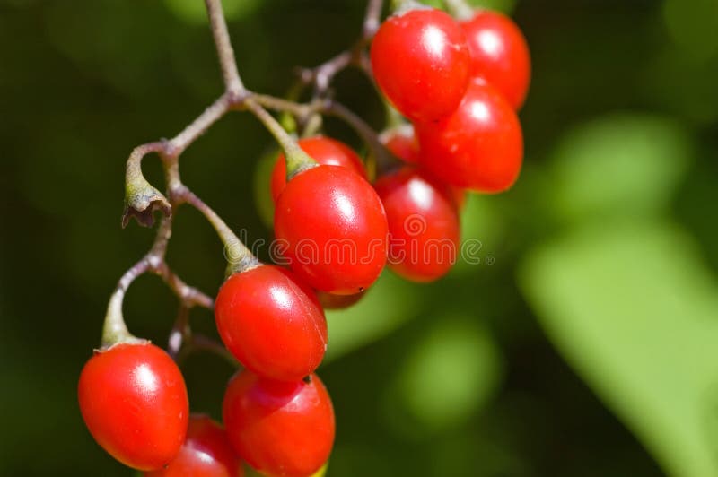 Bayas rojas foto de archivo. Imagen de fruta, detalles - 1250052