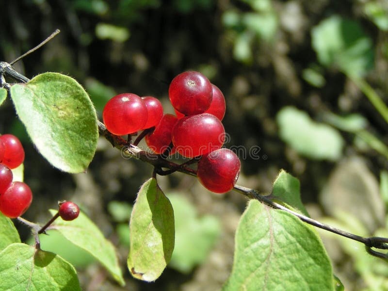 Bayas Rojas Imagen. Imagen: 231226