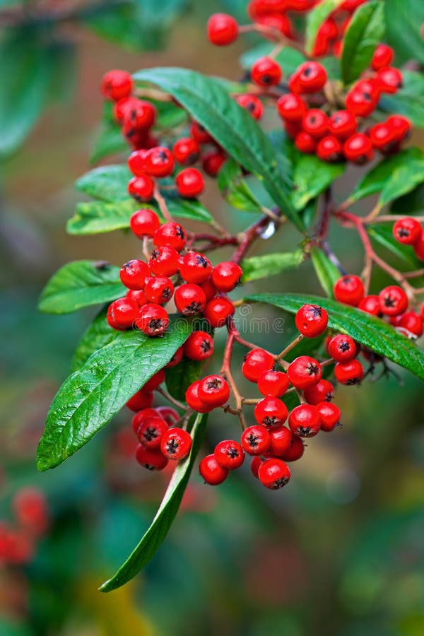 Bayas rojas de la caída imagen de archivo. Imagen de arbusto - 16763455