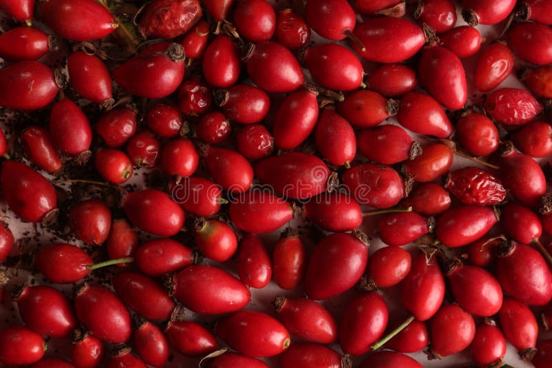 Bayas Rojas Del Colmillo Rosado, Fruta Del Bosque Imagen de archivo ...