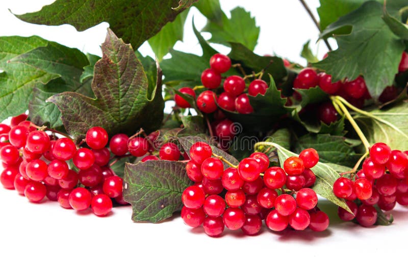 Bayas Rojas Sobre Fondo Blanco. Foto de archivo - Imagen de postre ...