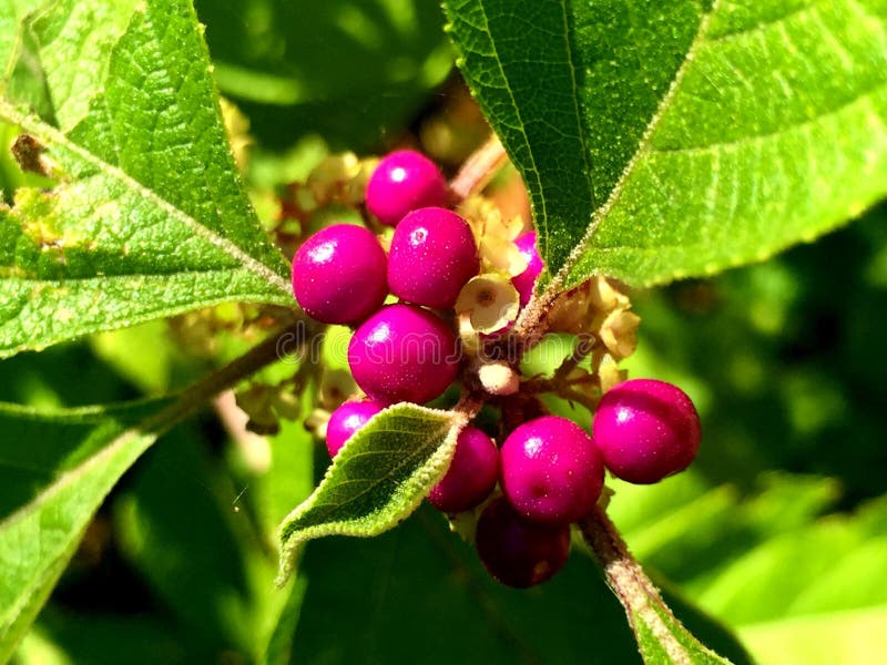 Bayas Rosadas En Un Arbusto Foto de archivo - Imagen de lago ...