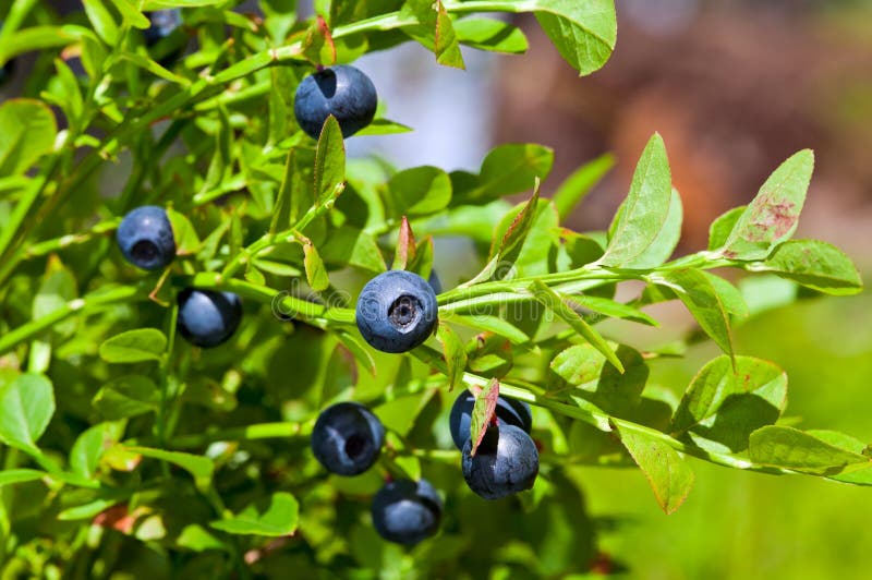 Bayas Salvajes En El Bosque Imagen de archivo - Imagen de vitamina ...