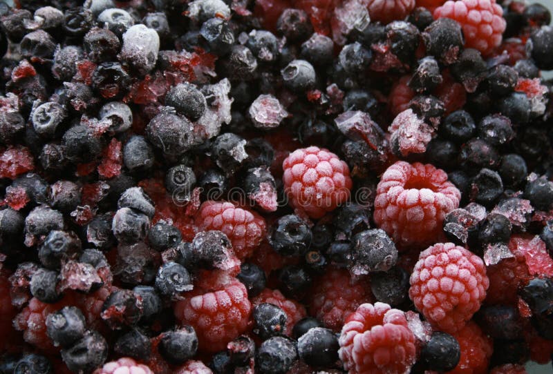 Bayas salvajes del bosque imagen de archivo. Imagen de delicioso - 8671165