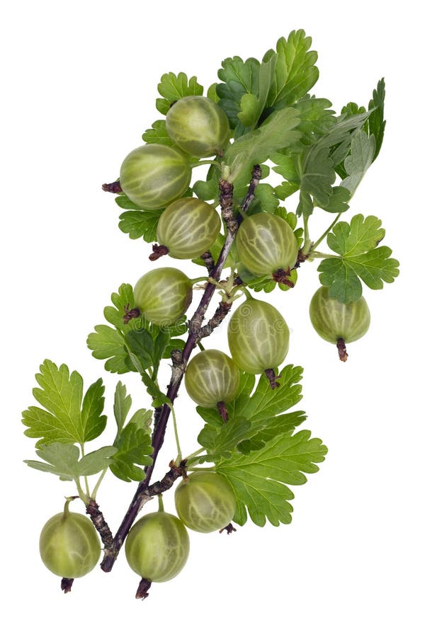 Bayas Rojas Del Bosque En Un Primer Oscuro Del Fondo Foto de archivo ...