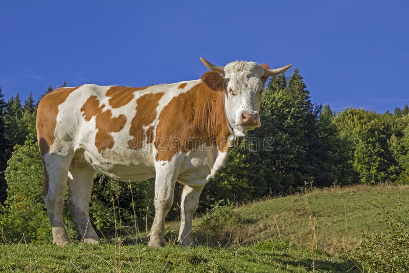 Bayerische Milchkuh stockbild. Bild von tier, züchten - 61424919