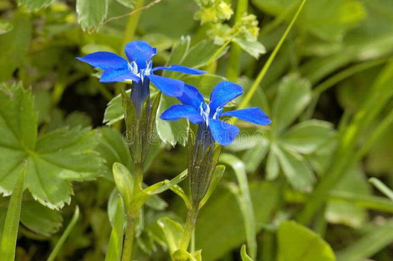 Bayerischer Enzian stockbild. Bild von pflanzen, schweiz - 94038263