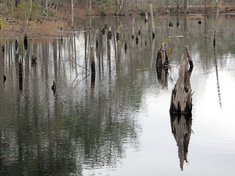 Bayou stock image. Image of brown, landscape, branches - 65725513