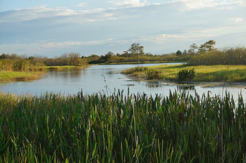 Bayou in Florida. stock image. Image of bayou, beauty - 75164307