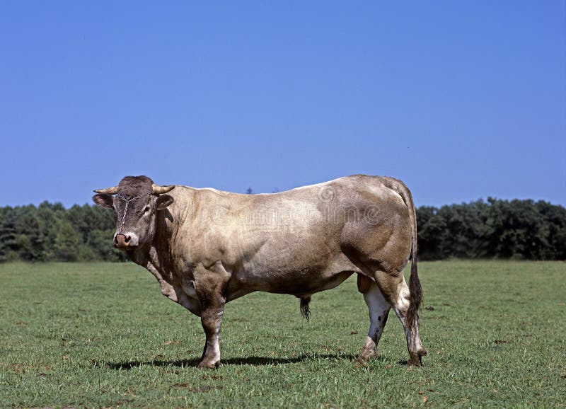 Bazadais Cattle, a French Breed, Cows with Calf Stock Image - Image of ...