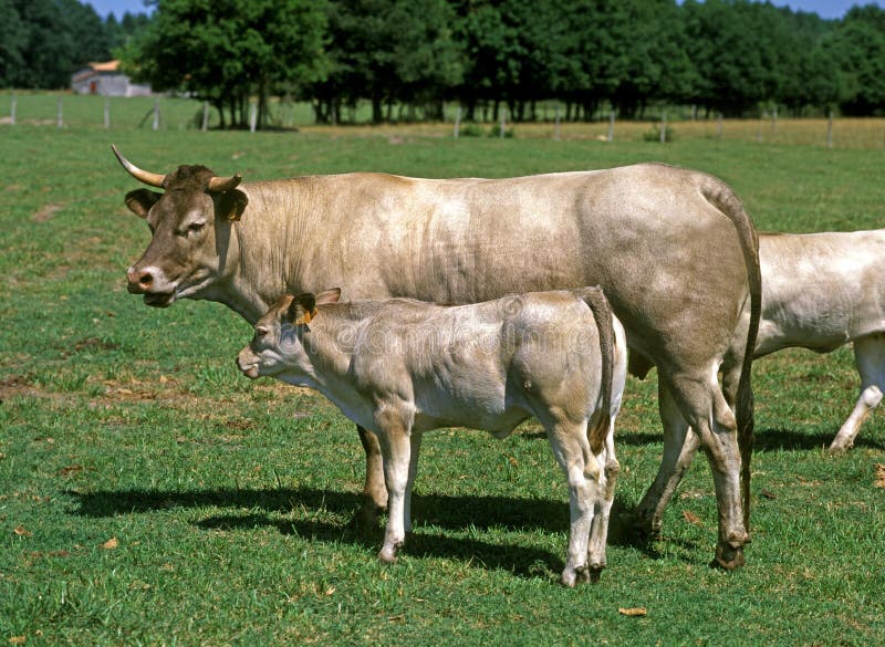 Bazadais Cattle, a French Breed, Cow with Calf Stock Image - Image of ...