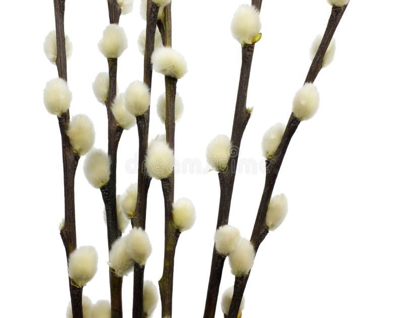 Bazie Zdjęcia Stock - Pobierz 17,489 Zdjęcia Royalty Free