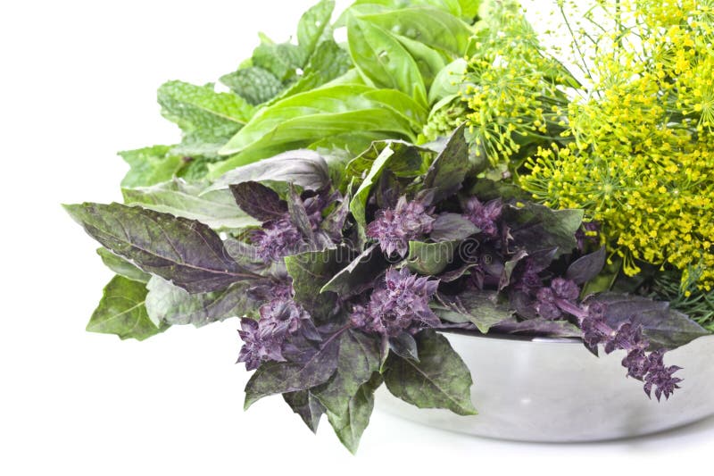 113 Bazil Herb Stock Photos - Free & Royalty-Free Stock Photos from ...