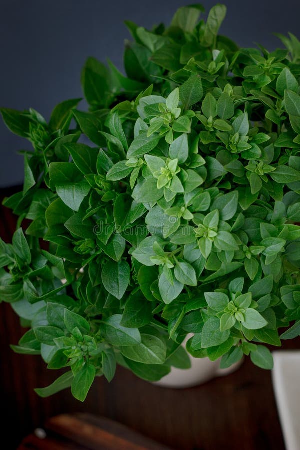 Bazil leaves on kitchen stock image. Image of fresh, brown - 97651231