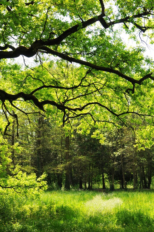 Bazos dendrological park stock photo. Image of park, grass - 19410568
