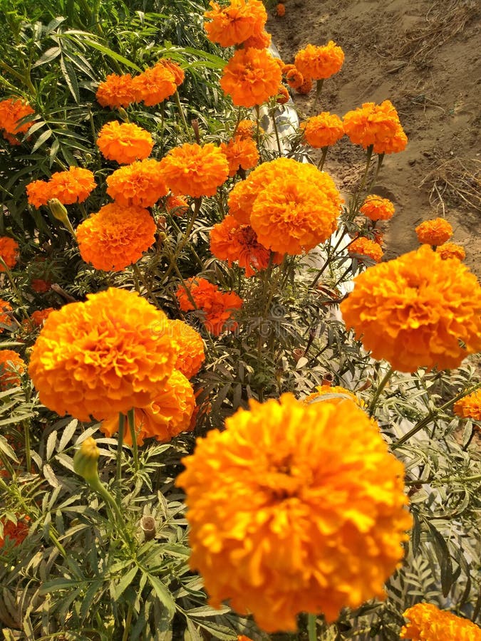 Long Bbc Lightskin Pic Stock Photos - Free & Royalty-Free Stock Photos ...