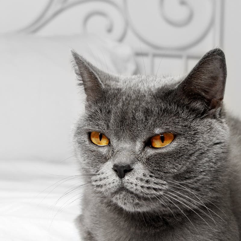 Grey Cat and Pink Flowers stock photo. Image of british - 10872558