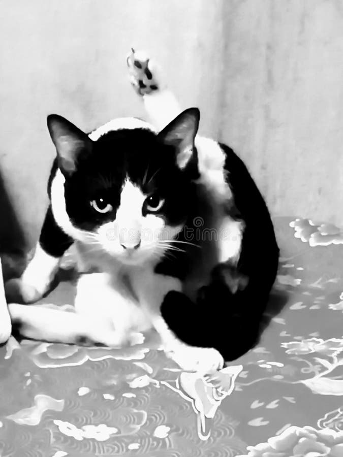 BCat stock image. Image of bcat, style, kungfu, passionate - 163468865