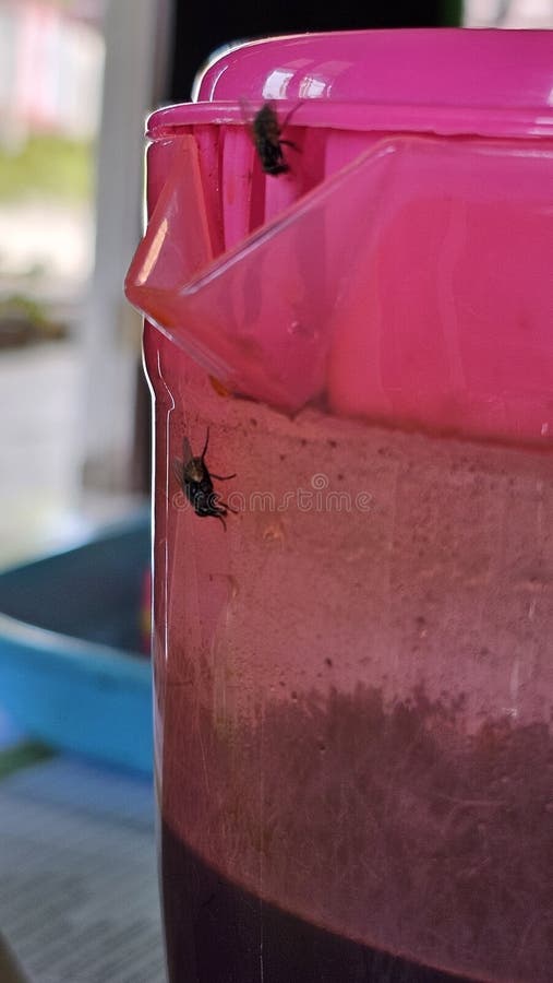 Be Careful of Flies Getting into the Drink Jug Stock Photo - Image of ...