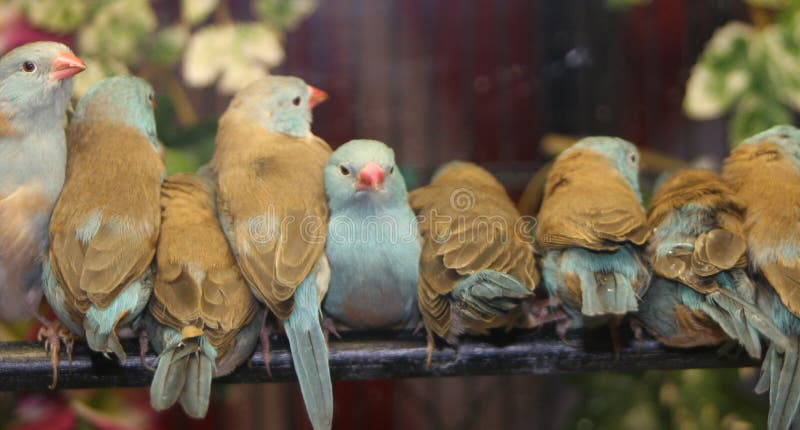 Concept - Be Different stock image. Image of change, leader - 98459141