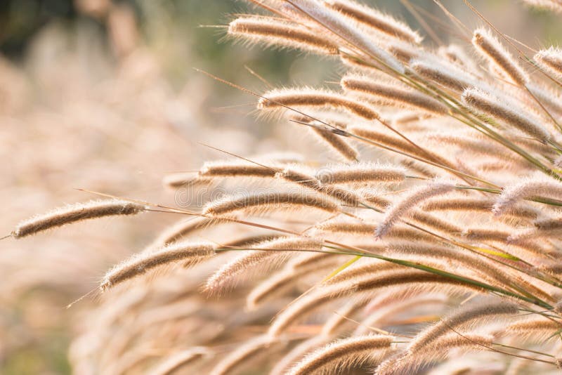 Grass Light Cheerfulness Sunshine Stock Photo - Image of eyes, close ...