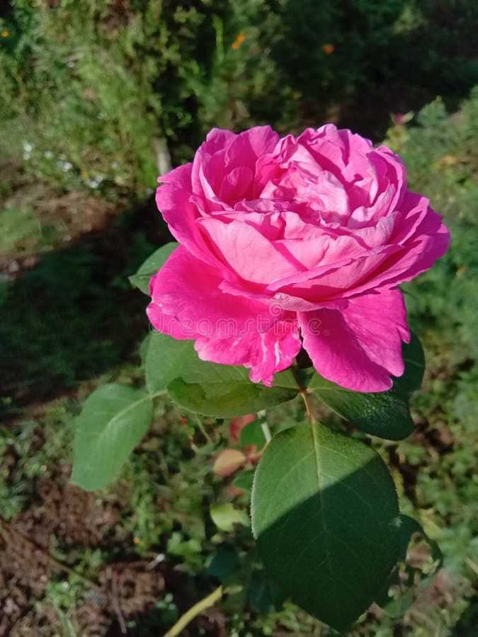 Be always happy stock image. Image of happy, rose, lesson - 133881017