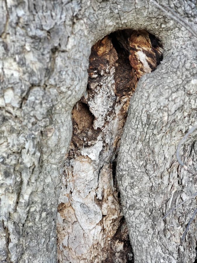 Old and Knotty Oak Tree with Sunlight Passing through the Branch Stock ...