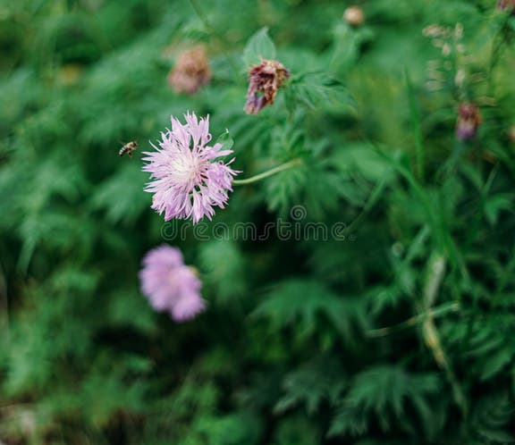 Be like a bee stock image. Image of macro, green, bloom - 202021033